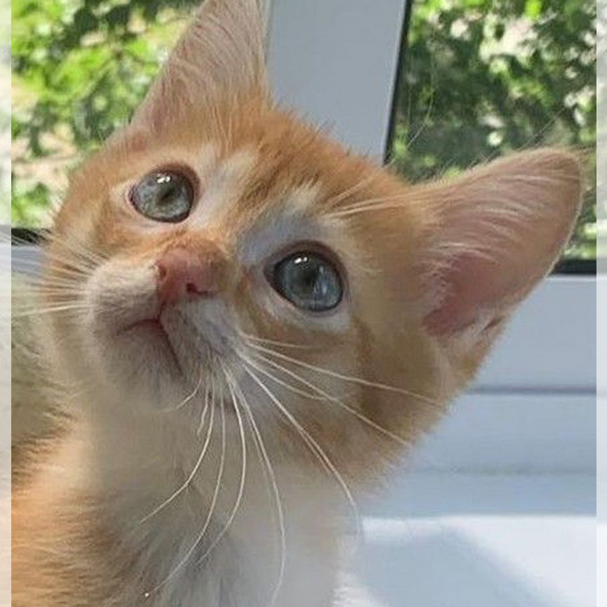 Рыжий котенок, 2,5 месяца