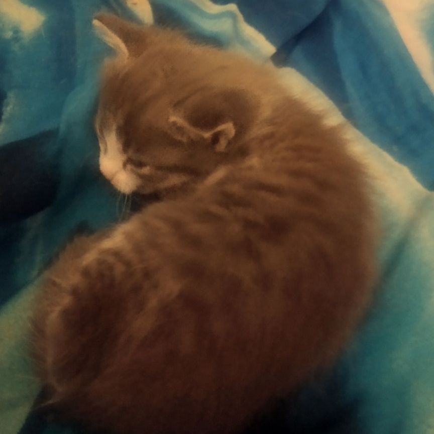 Котёнок в добрые руки