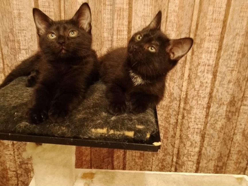 Сестрички-чернички ищут дом