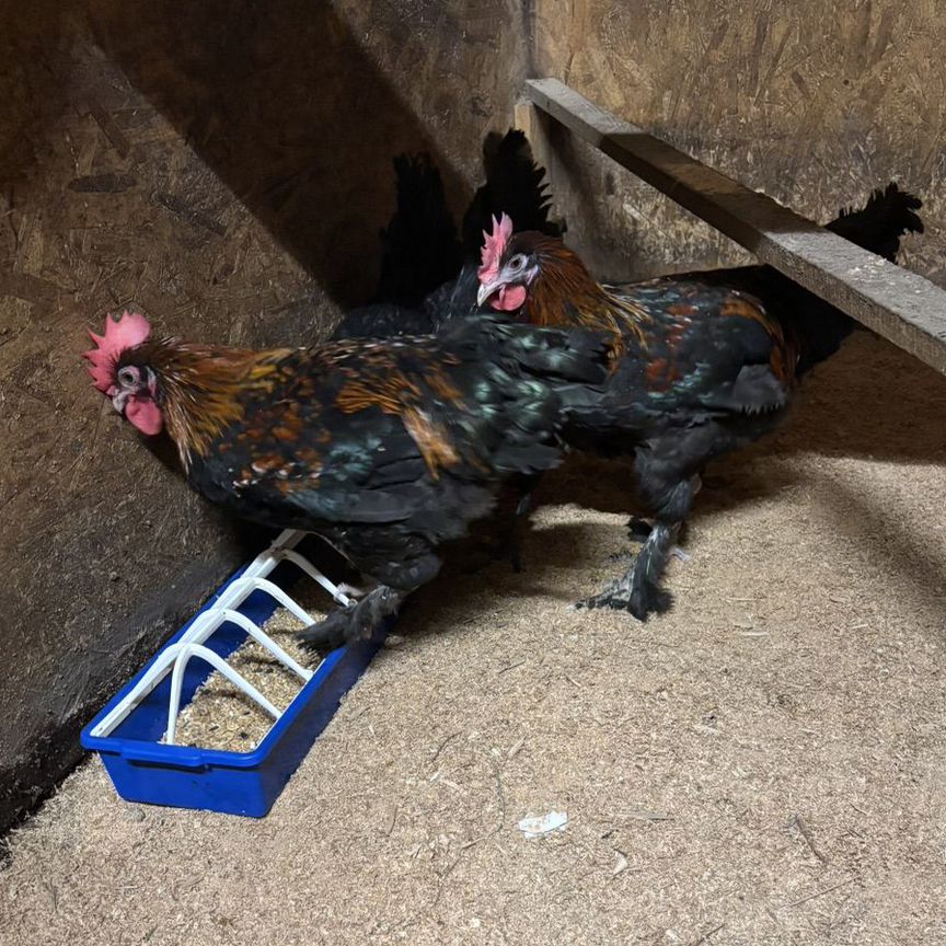 Петушки маран