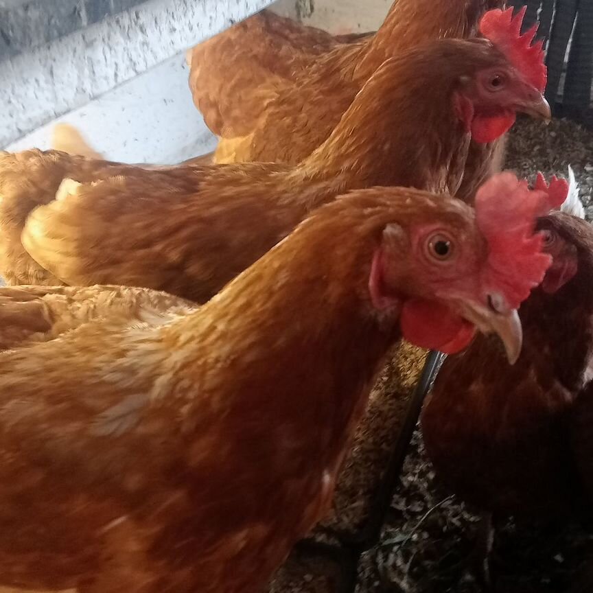 Куры несушки продам