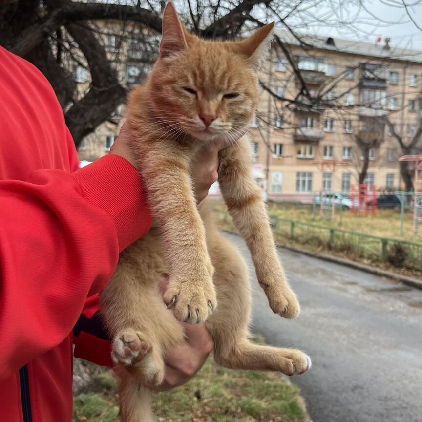 Котёнок в добрые руки