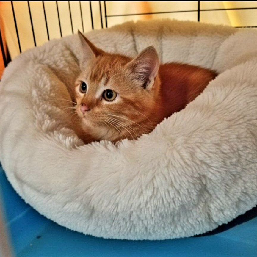 Котёнок в добрые руки