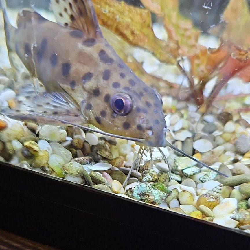 Сом синодонтис далматин