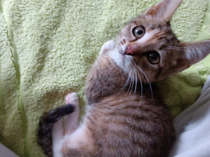 Котёнка