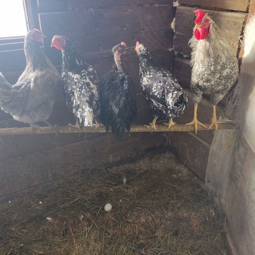 Куры несушки