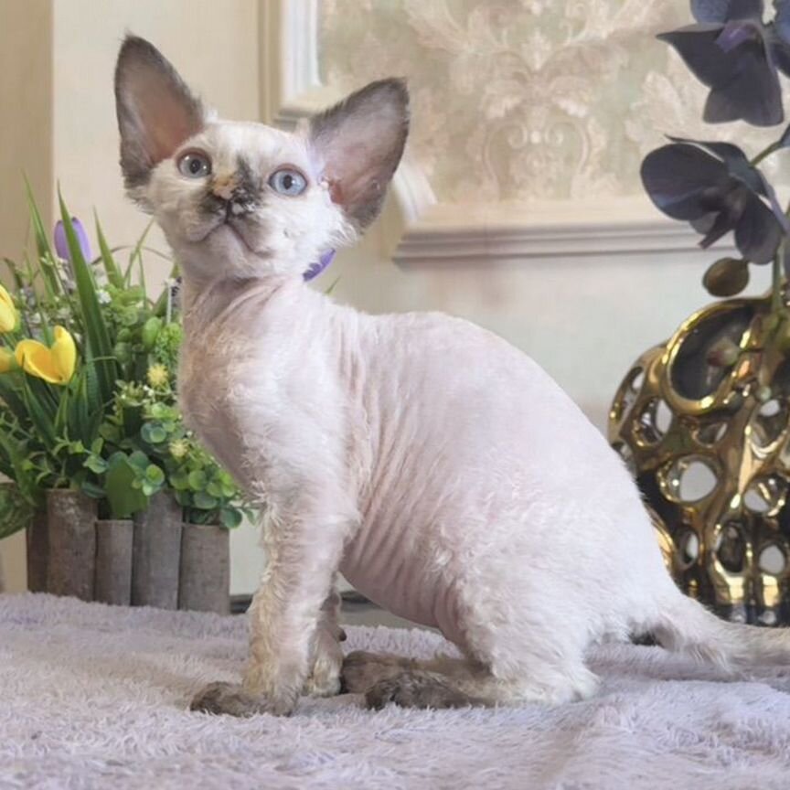 Девон-рекс котёнок