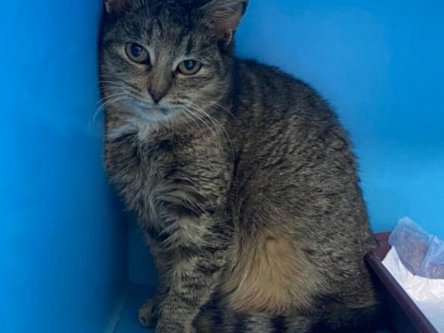 Иолочка ждёт своих котородителей