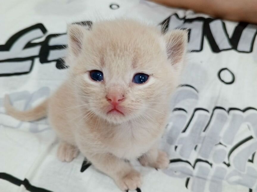 Британские вислоухие котята