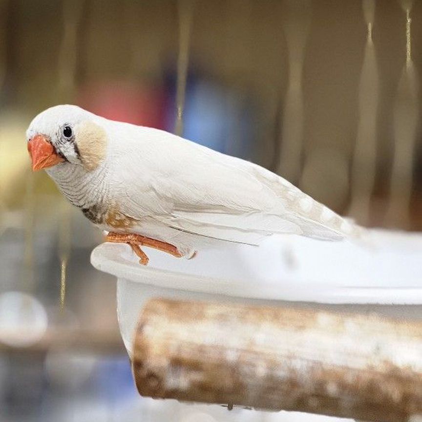 Амадин зебровый