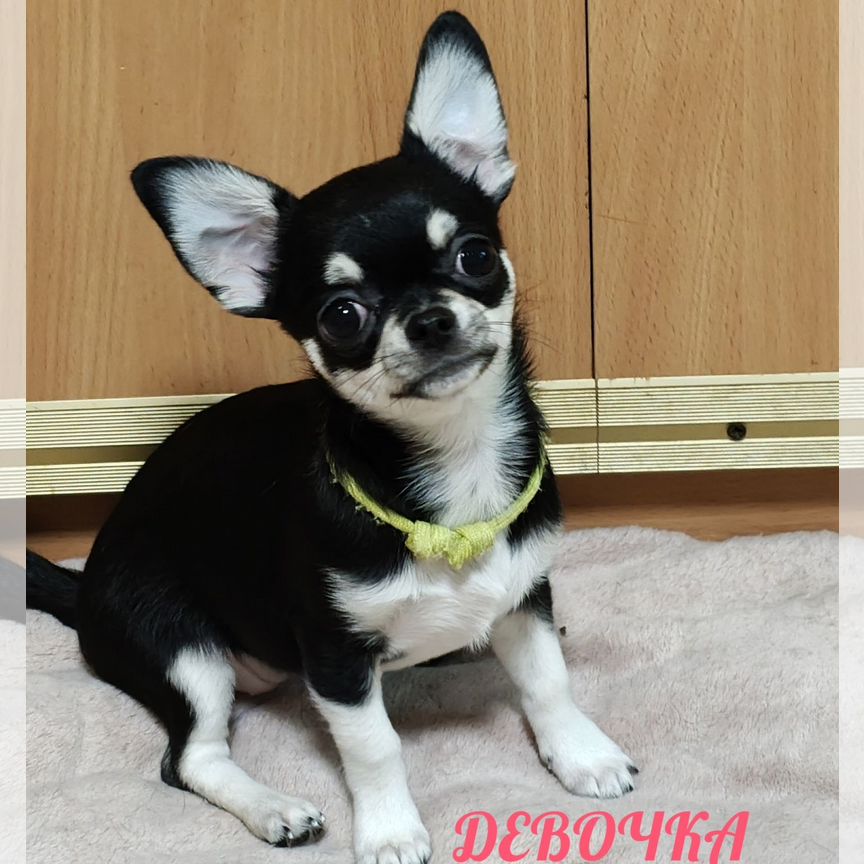 Чихуахуа, щенок