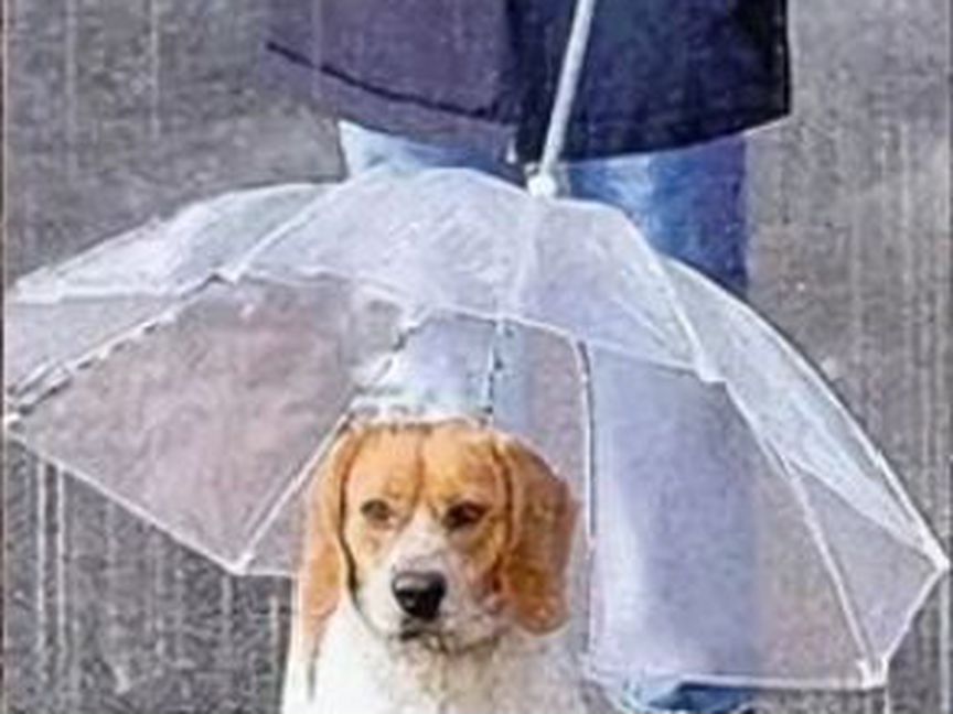 Зонт для собак мелких и средних пород, котов