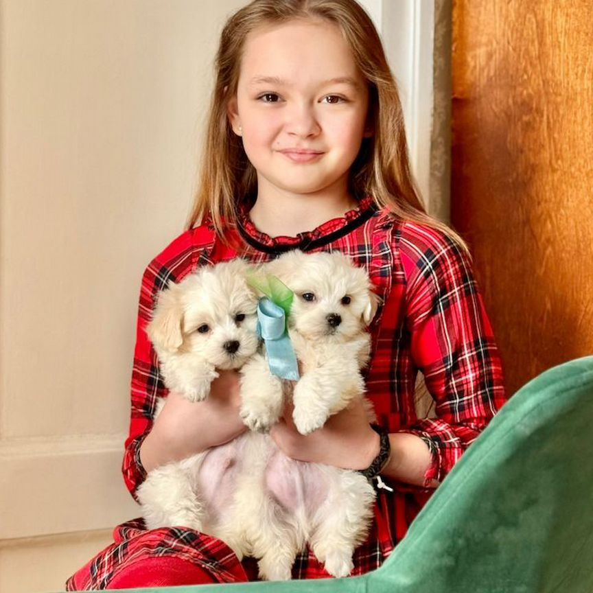 Мальтипу, щенок