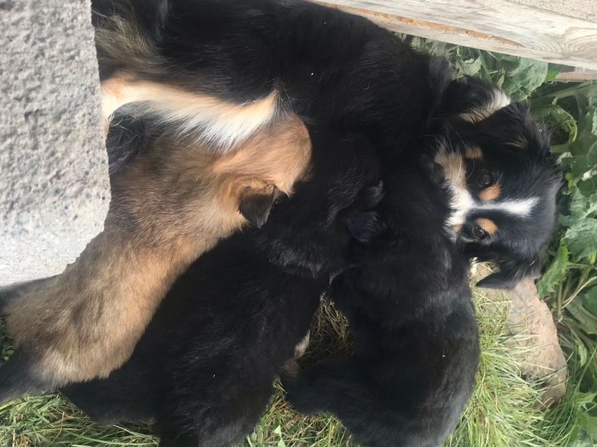 Щенки в добрые руки будут маленькими