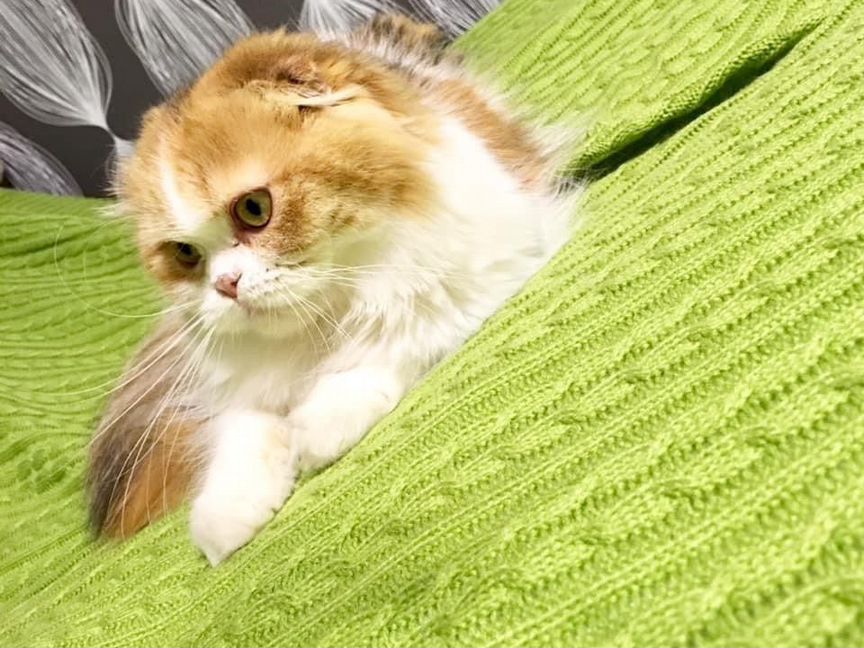 Шотландская прямоухая в добрые руки