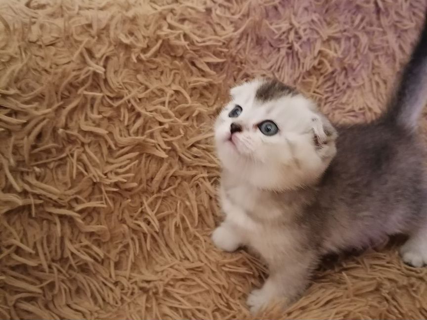 Шотландские плюшевые котята