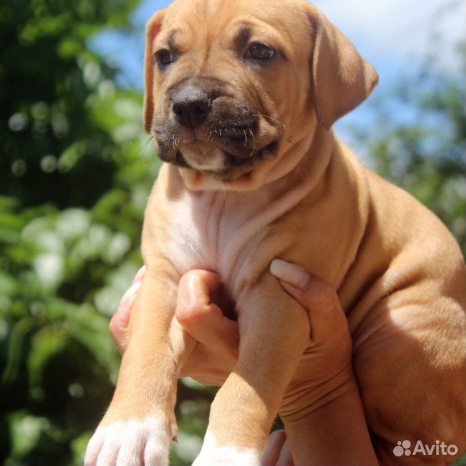 Супер-детки от чемпионов