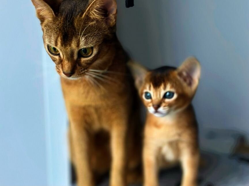 Абиссинские котята