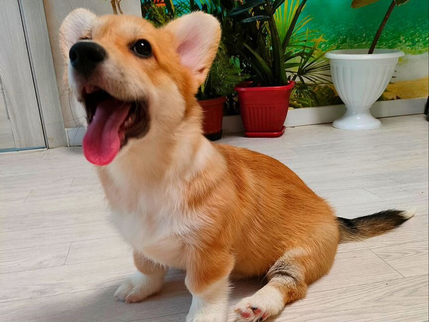 Вельш-корги пемброк девчонка