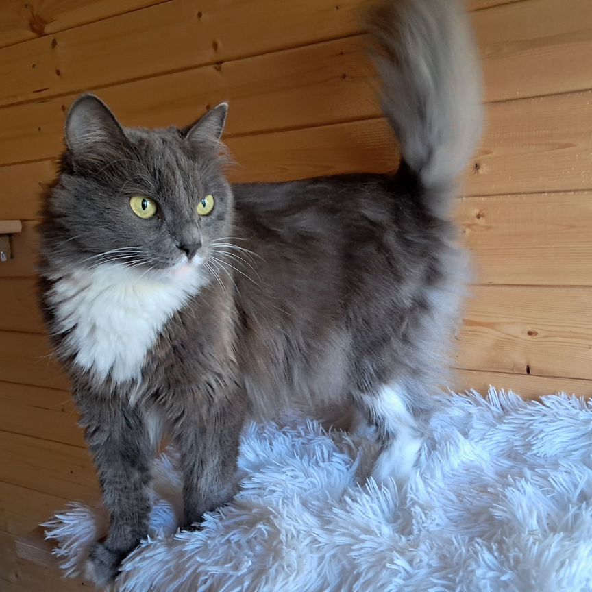 Кошечка в дар ответственным людям