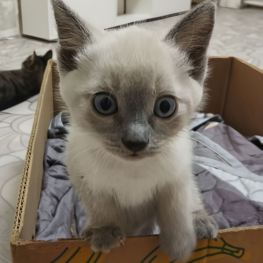 Котёнок в добрые руки