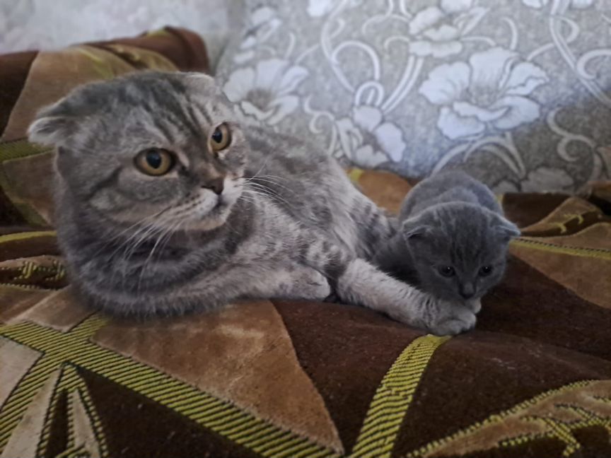 Продаю котенка