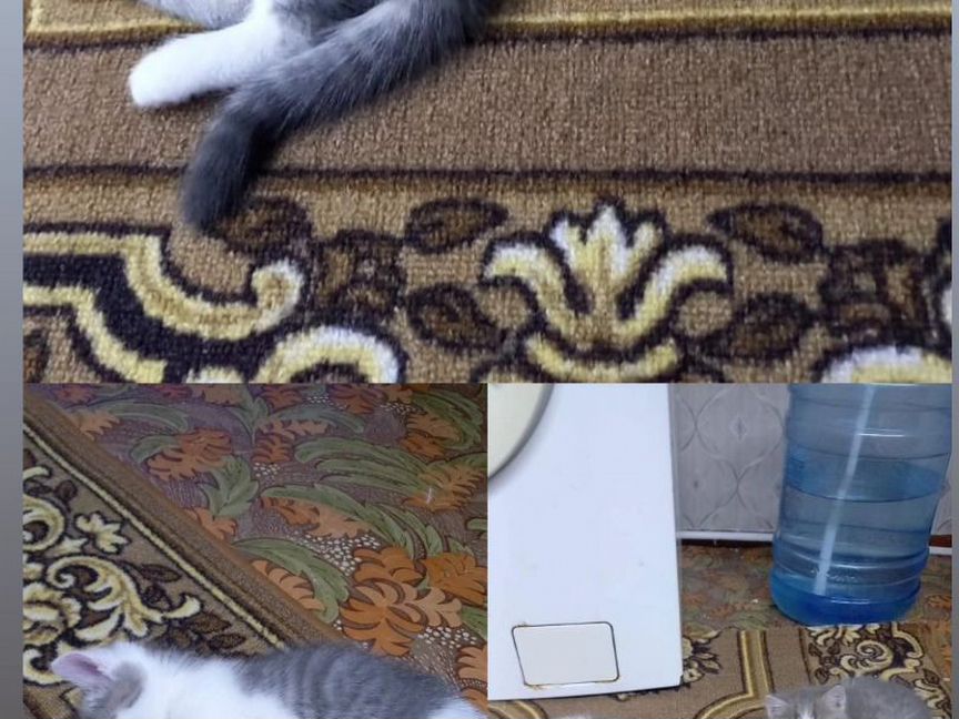 Кошки в добрые руки