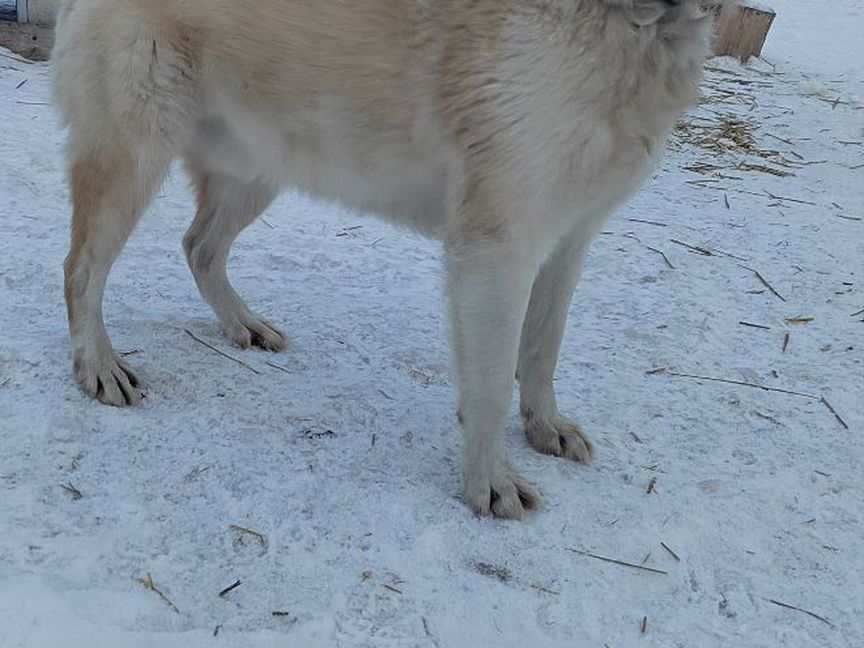 Западно сибирская лайка, Степан