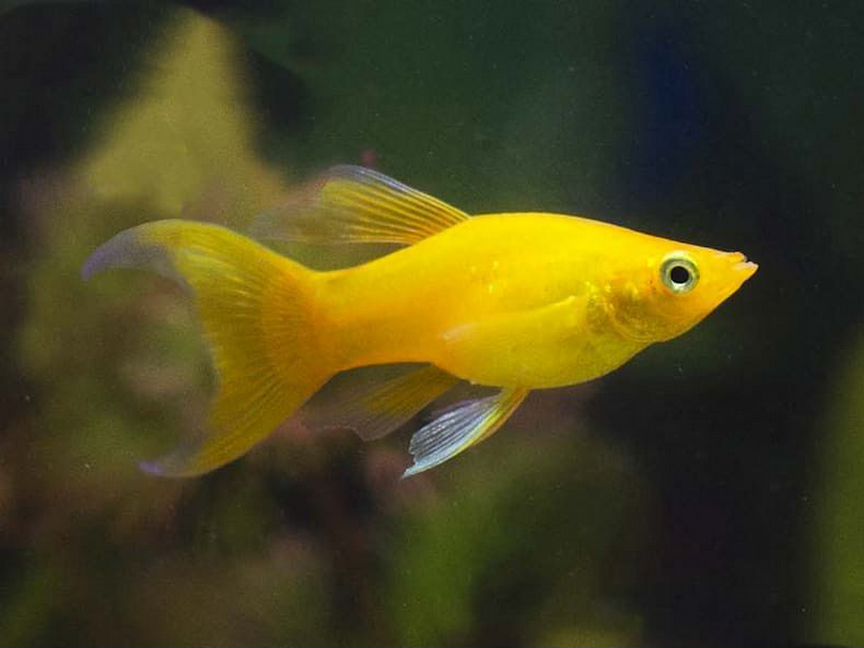 Аквариумные рыбки. Моллинезия велифера