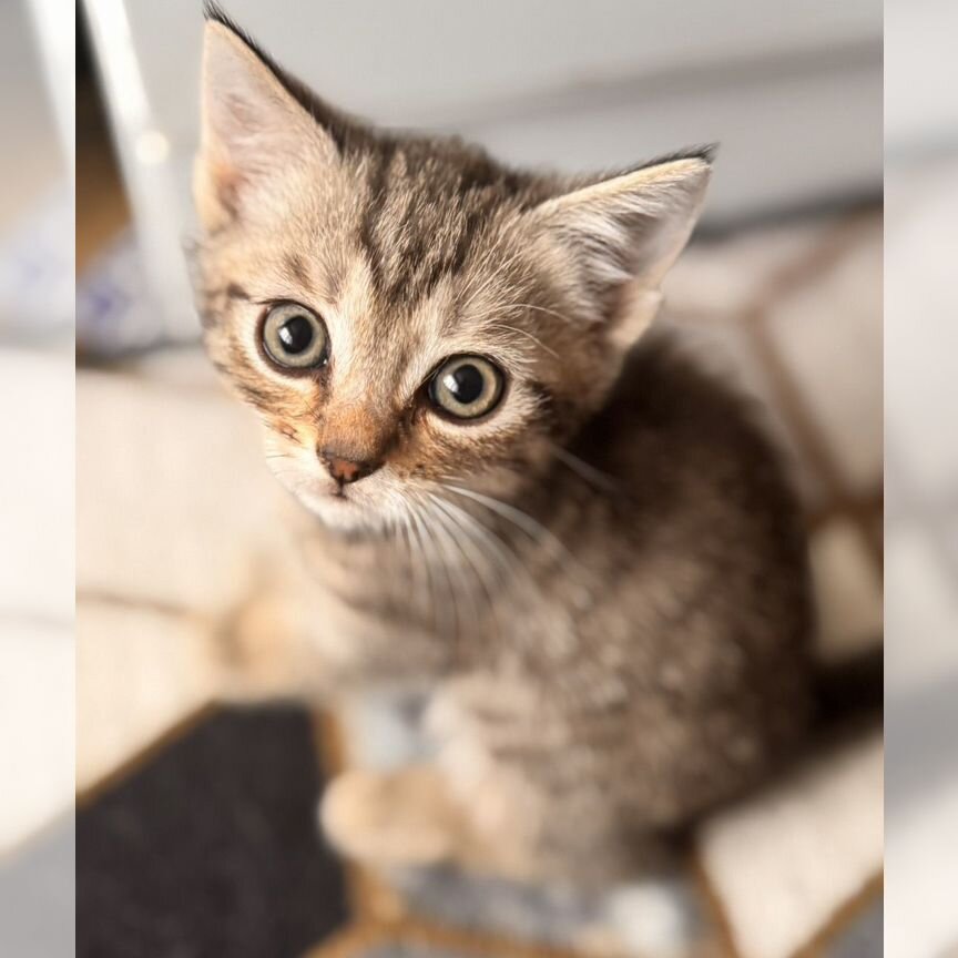 Шотландский прямоухий длинношёрстный котёнок