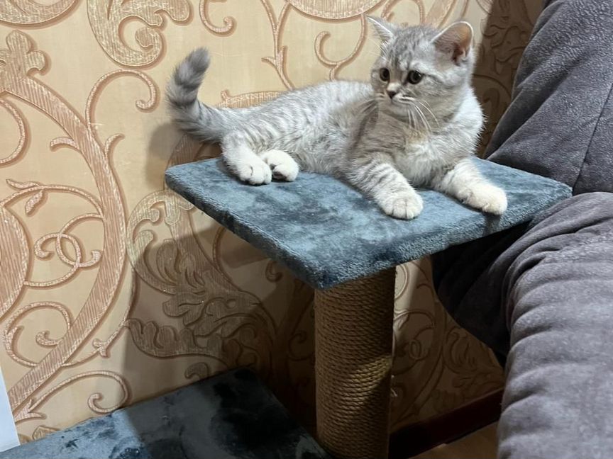 Котенок