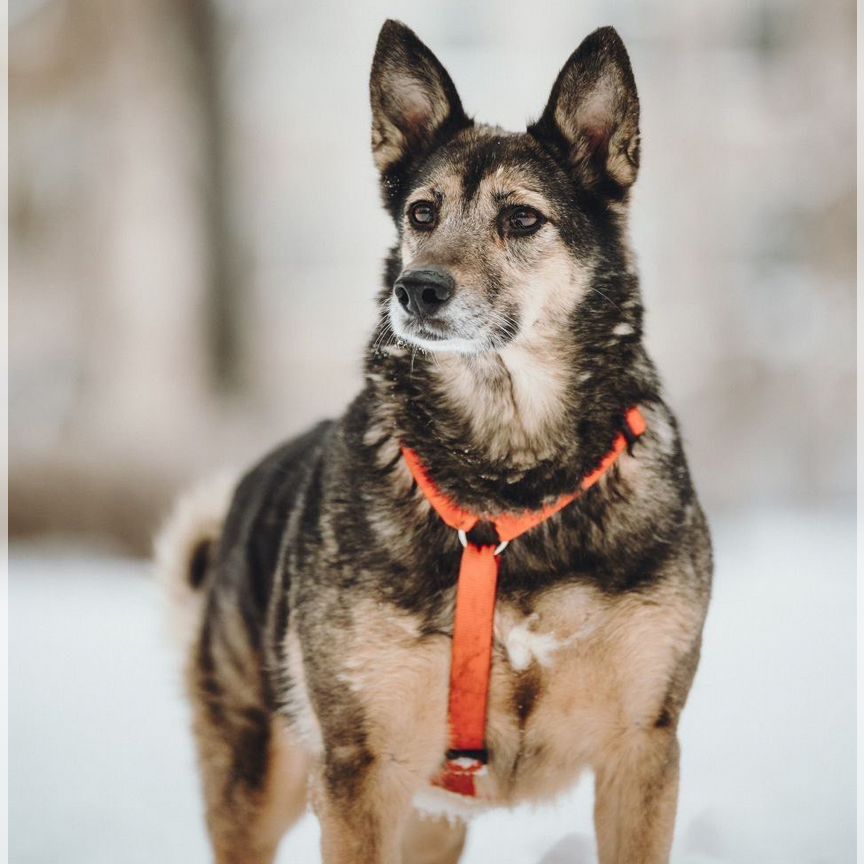 Взрослая собака в добрые руки