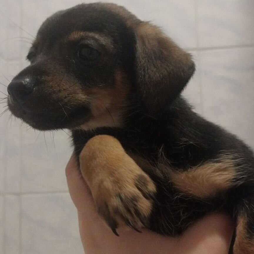 Щенок