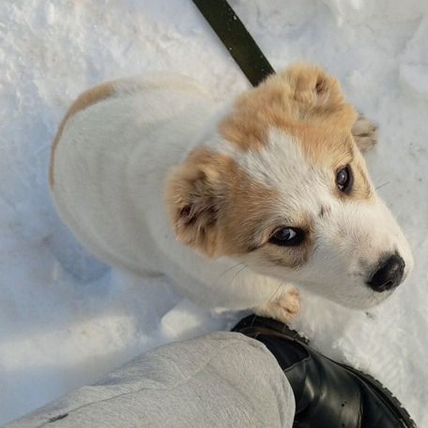 Собачка Айва