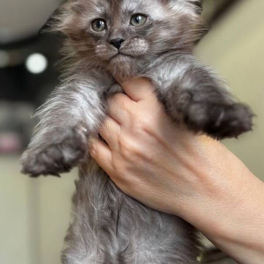 Мейн-кун котёнок