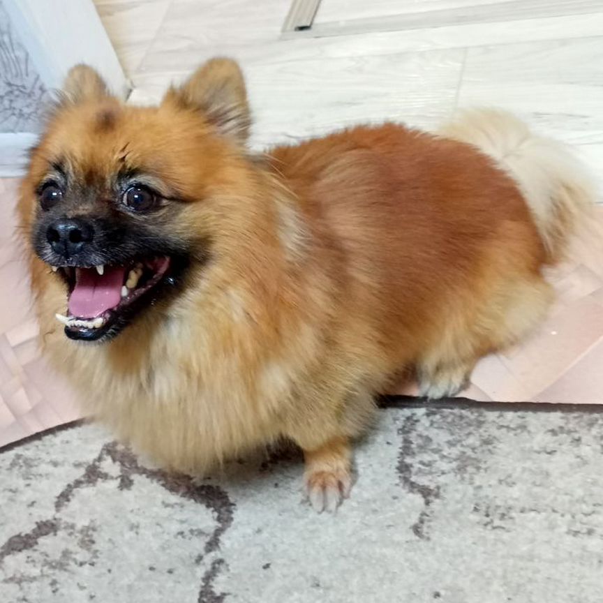 Норботтен-шпиц, взрослая собака