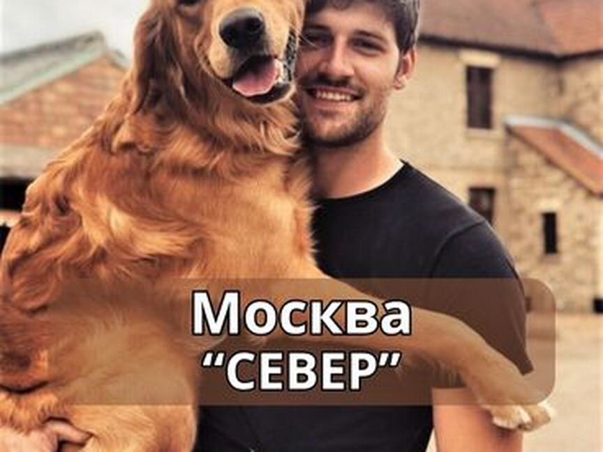 Корм для собак мясо и овощи