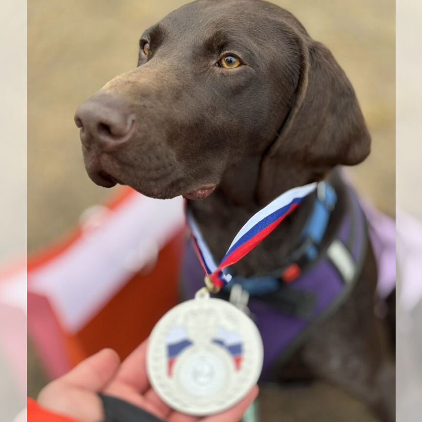 Курцхаар, щенок