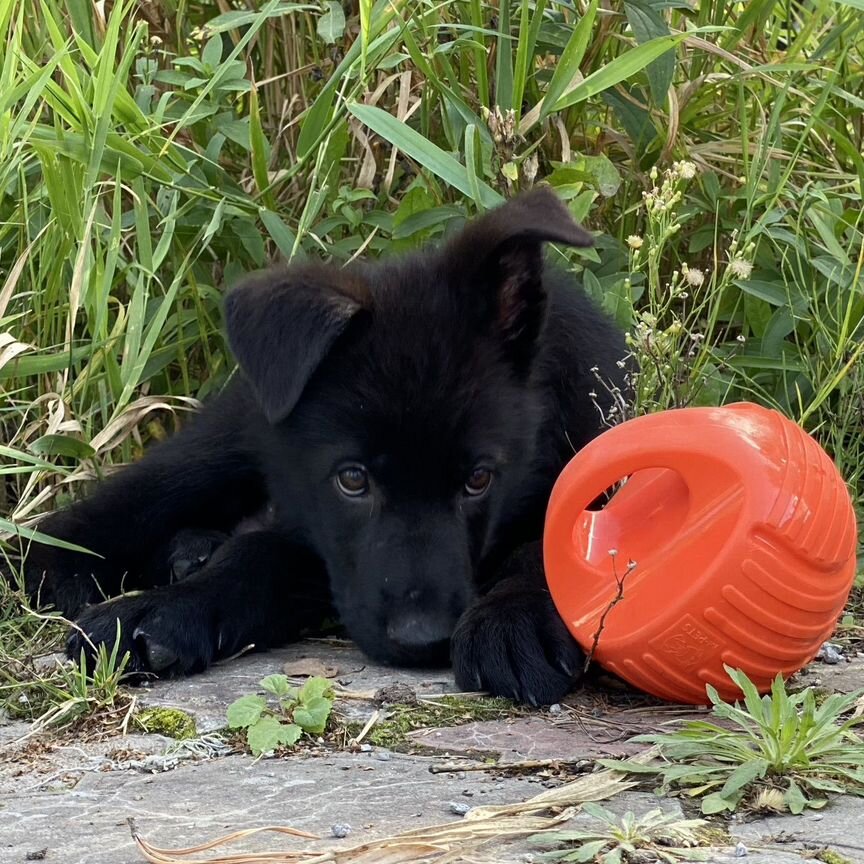 Черный мальчик, стандартный