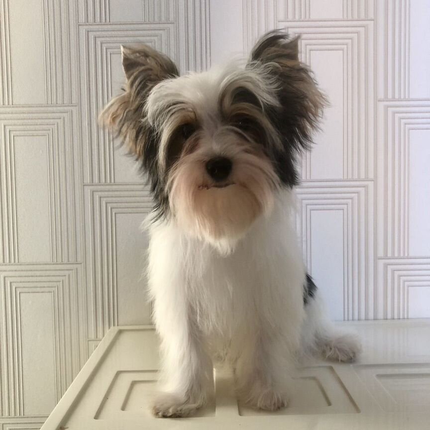 Цветной йоркширский терьер, бивер