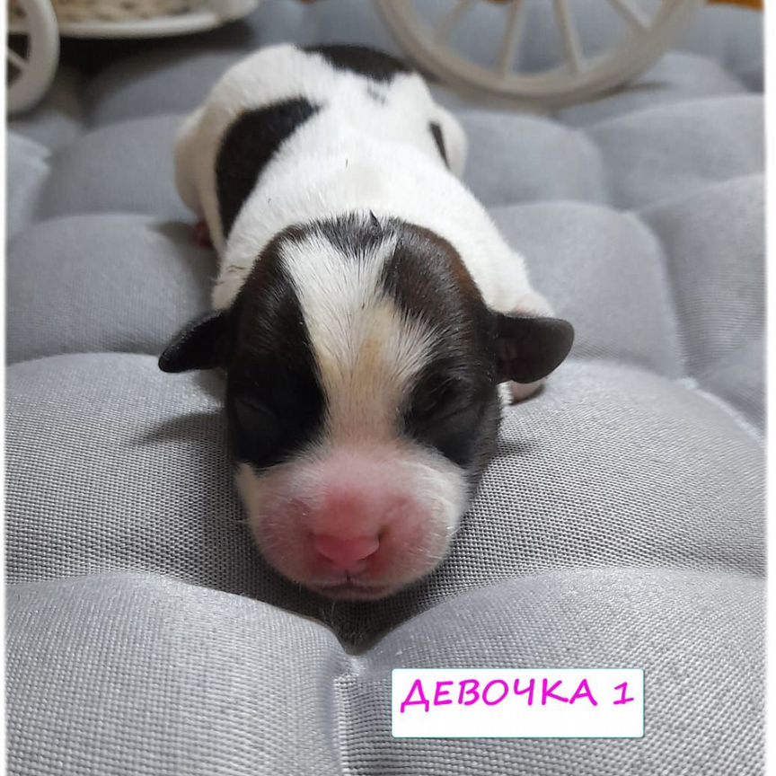 Щенки Джек рассел терьер