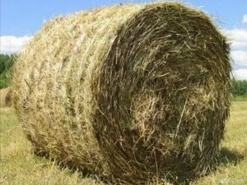 Продам сено в тюках, солома