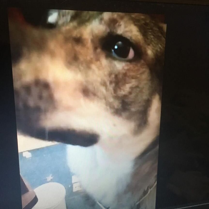 Собака в добрые руки