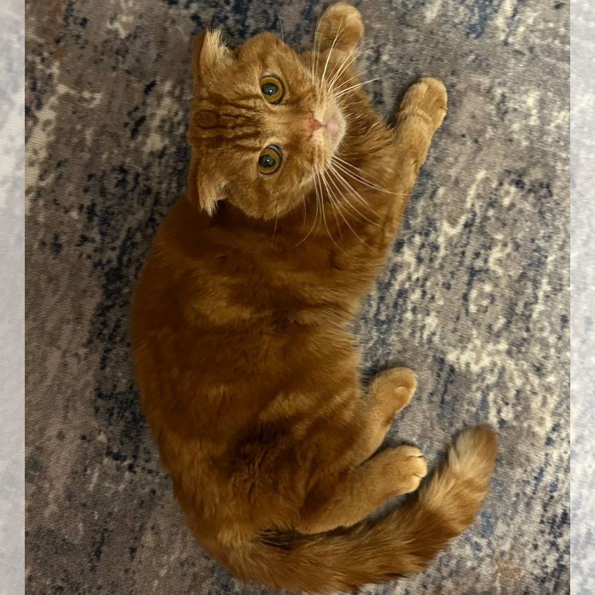 Кот