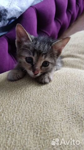 Маленький котёнок нашла на улице