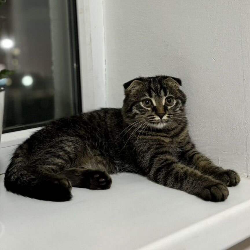 Шотладская вислоухая