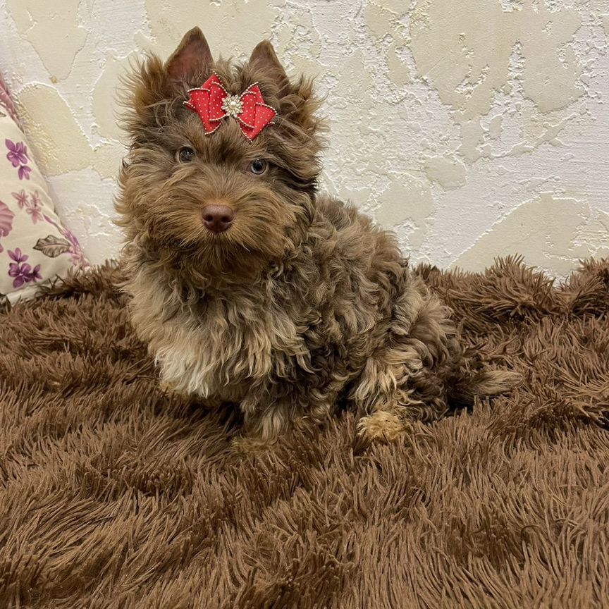 Шокомерле йорк девочка