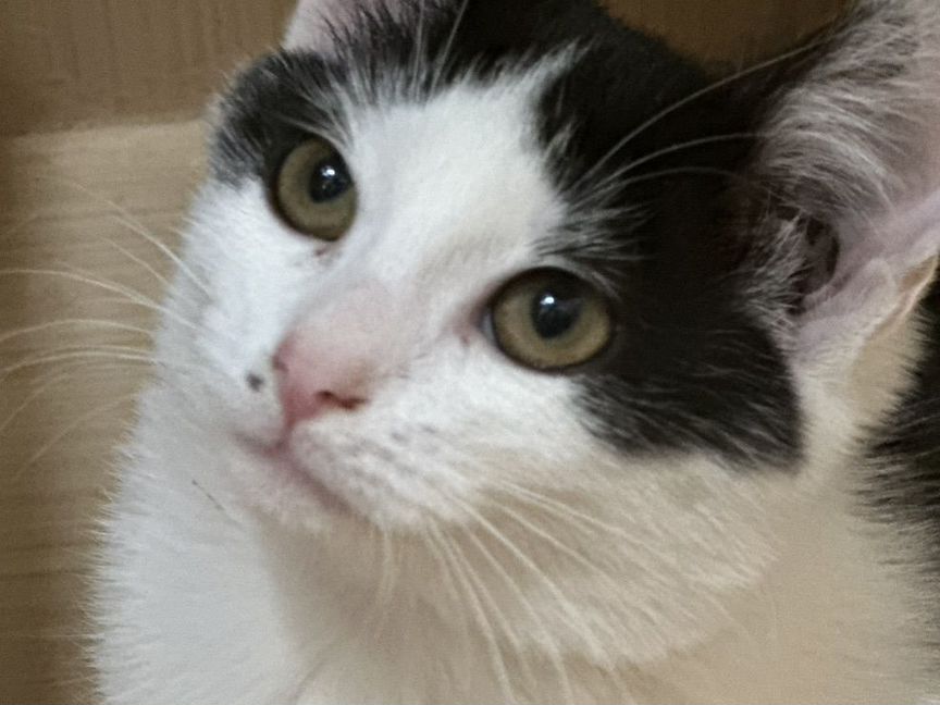 Котенок с мушкой в дар