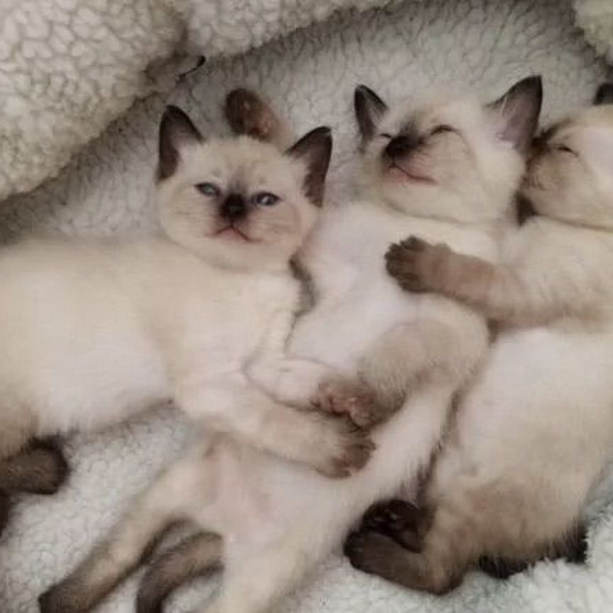 Тайские котяточки