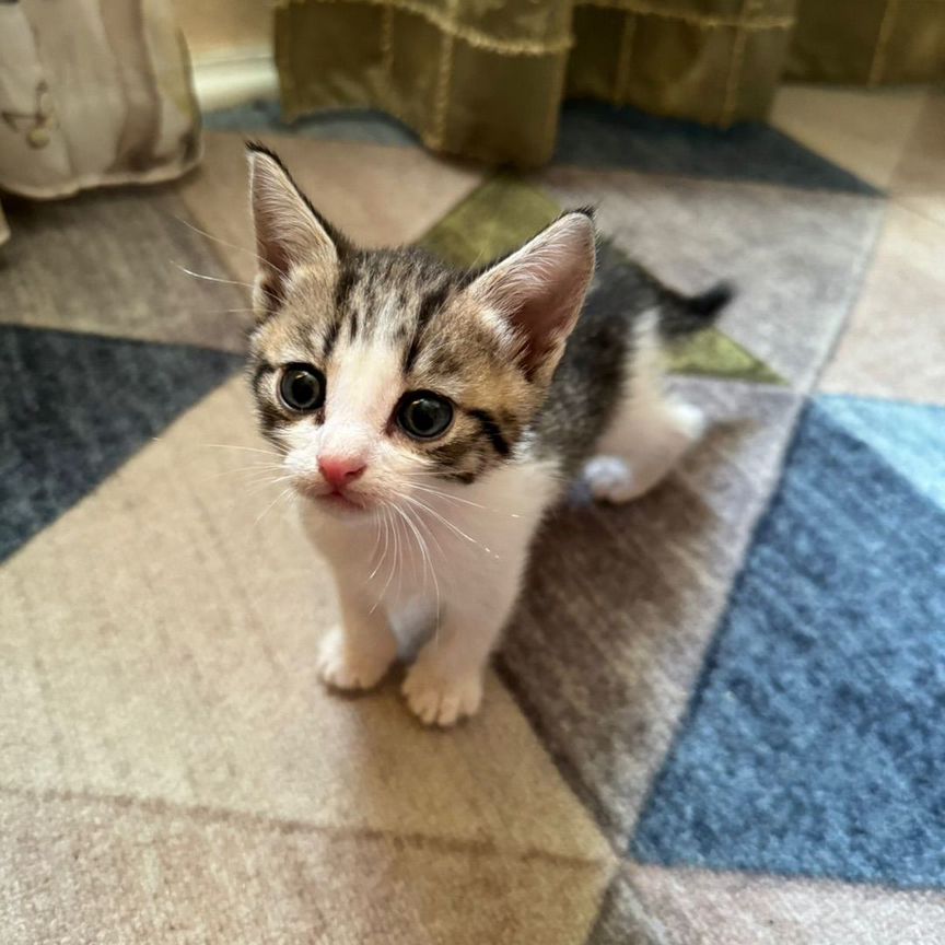 Котенок мальчик доброму человеку